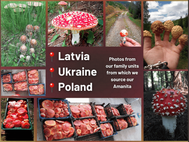 Amanita Muscaria (Fly Agaric) Caps - Amentara