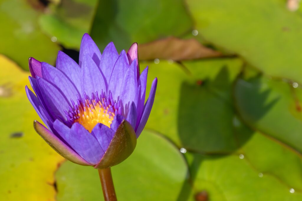 Is Blue Lotus Flower Good For Sleep? - Amentara