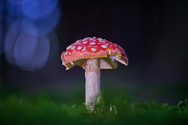 A Beginner’s Guide to Microdosing Amanita Muscaria Safely - Amentara