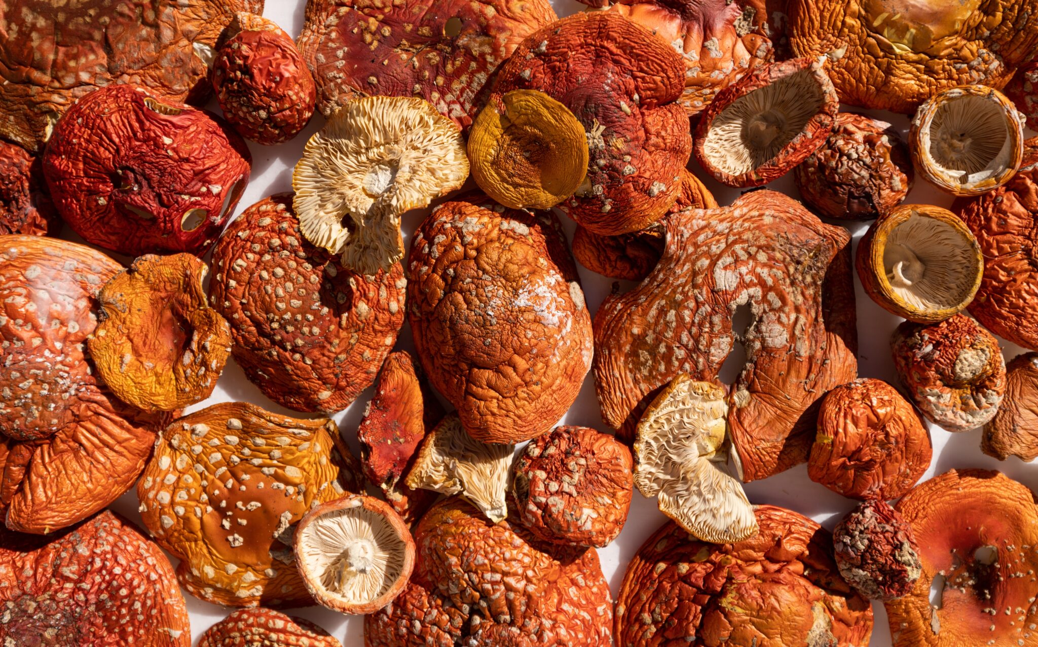 Amanita Muscaria (Fly Agaric) Caps - Amentara